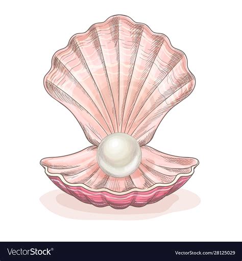 White Pearl In Opened Clam Pink Seashell Vector Image