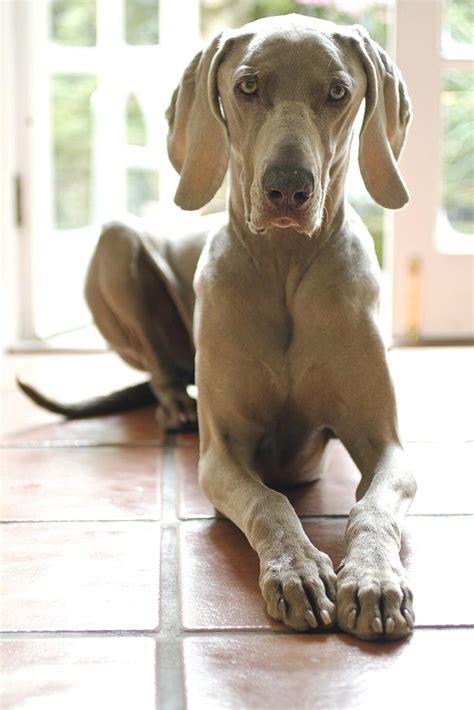 Pin By Mary T Baker On Great Dane Weimaraner Beautiful Dogs Dogs