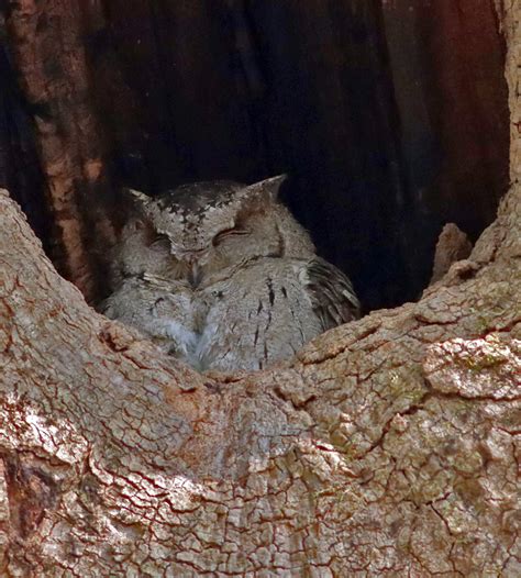 Indian Scops Owl Birdforum