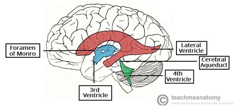 Neuroanatomy Ventricular System Gljy