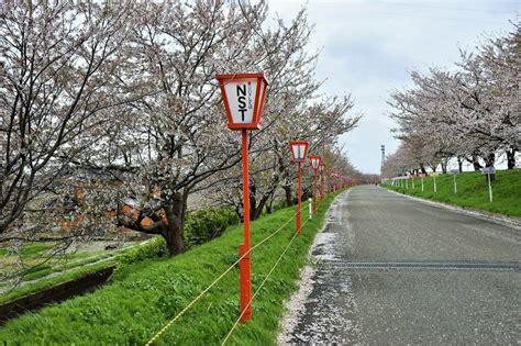 さくら狩り 新潟県燕市五千石 つばめ桜まつり：大河津分水桜並木（5）信濃川大河津資料館の塔と桜並木 花を探して ぶらり 一人旅