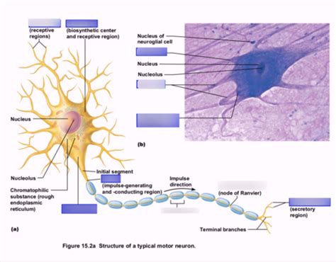 Figure 7 4 Structure Of A Typical Motor Neuron Explained