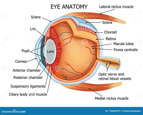 Human Eye Anatomy Stock Illustration Illustration Of Anterior 118544379
