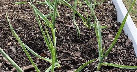 Garlic Sprouting Album On Imgur