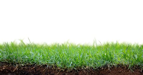 What Is The Best Time Of Year To Lay Sod
