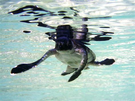 French Frigate Shoals Kānemilohaʻitern Island Blog Hatchlings And