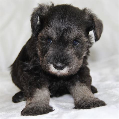 赛级雪纳瑞犬纯种 雪纳瑞幼犬 椒盐色小雪 雪纳瑞 编号10084501 宝贝它