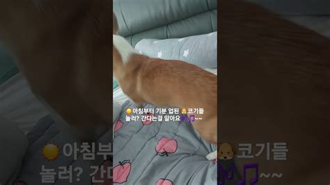 우당탕탕 코기의 하루 시작 놀러나간다구 Youtube