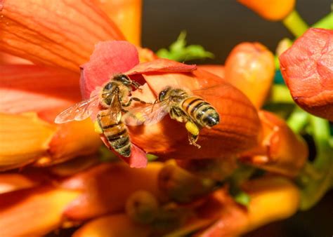 How Do Bees Pollinate Learn About This Fascinating Process Minneopa
