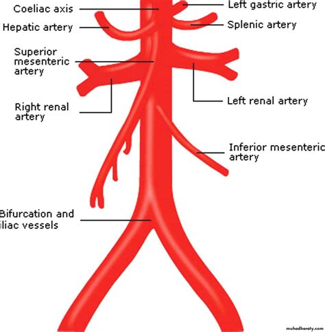 Abdominal Aorta Branches Mnemonic
