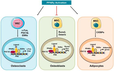 Cells Free Full Text Osteometabolism Metabolic Alterations In Bone Pathologies