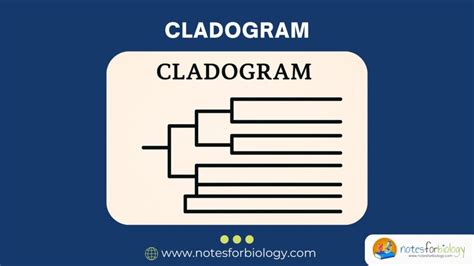 Cladogram Features Parts Examples Vs Phylogram