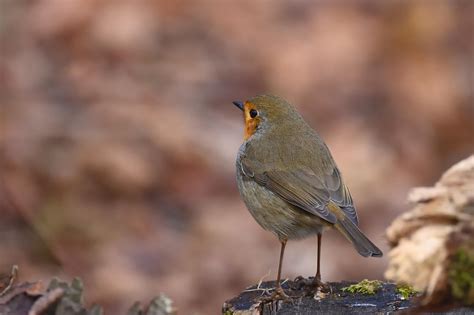 Bird Robin Ornithology Free Photo On Pixabay