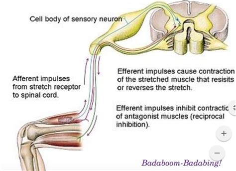 Dsa Viscerosomatic Reflexes Chapmans Reflexes Flashcards Quizlet