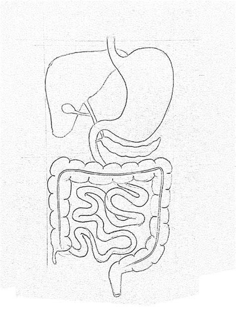 Sketch Diagram Of Digestive System Digestive Digestion Tract