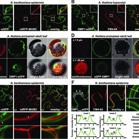 Chloroplast Localization Of Phot1 And Phot2 On Moving Chloroplasts A Download Scientific