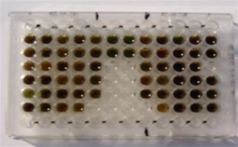 Elisa Plate Loaded With Pvx Download Scientific Diagram