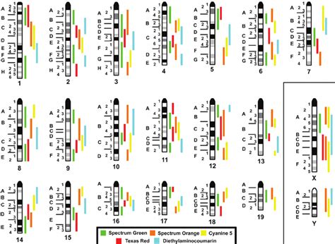 Localization And Labeling Scheme For The 123 Microdissection Derived