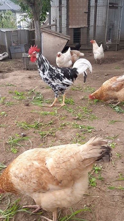 Петух Леггорн Далматинец петух Chick Chicken июнь Youtube