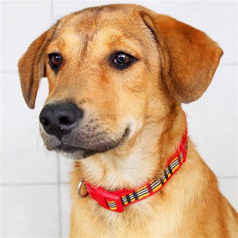 ლისის ცუგოები