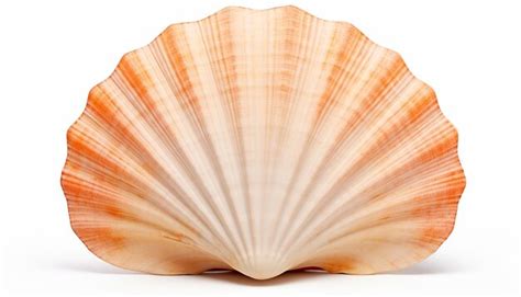 Seaside Elegance Elevated Side View Of Exquisite Sea Shells Premium Photo