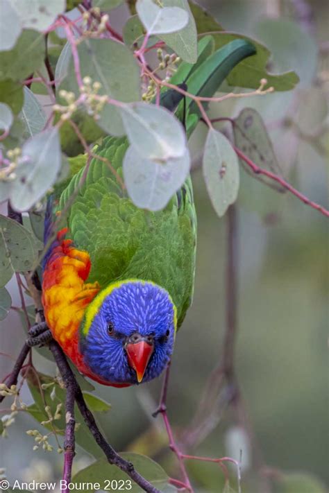 Canberra Mixed June 2023 Manda Photographs