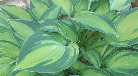 Hosta Varieties Different Types Of Hosta Cultivars Hosta Varieties Hostas Hosta Gardens