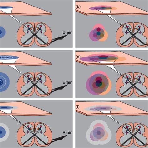 Pdf What Is A Wide Dynamic Range Cell