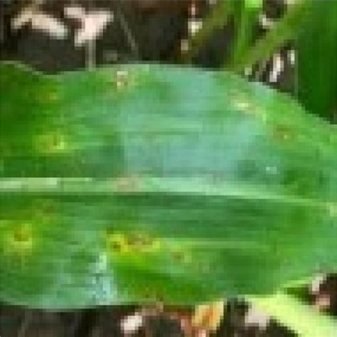 Original Input Leaf Image Considered For Transformation Download