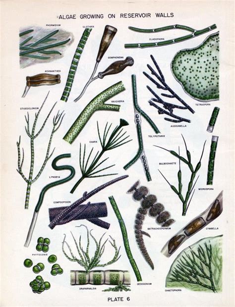 Freshwater Algae Identification