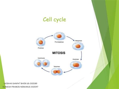 Genetics Ppt Cell Cycle 1pptx