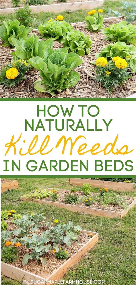 Pin On Gardening Tips