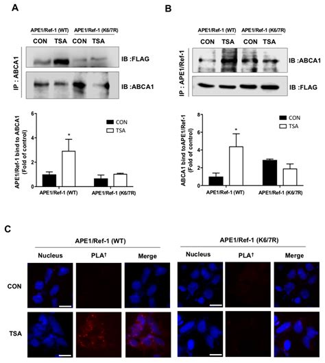 Atp Binding Cassette Transporter A1 Is Involved In Extracellular Secretion Of Acetylated Ape1 Ref 1