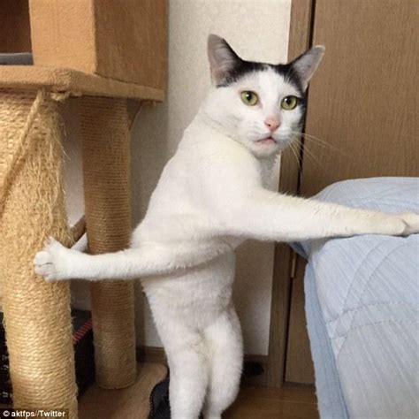 Stuck Cat Original Stuck Cat Know Your Meme