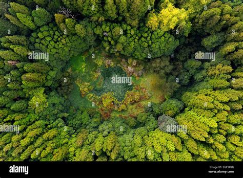 Aerial View Of Thick Vegetation In A Primary Forest Of The Sao Miguel