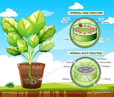 Diagram Showing Stem And Root Structure Posters For The Wall • Posters