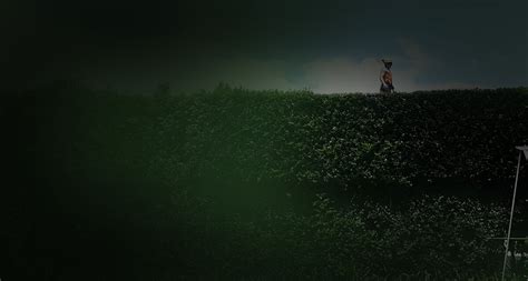 Formative Pruning Services Waikato Triggers Trees And Hedges