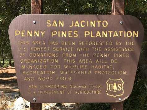 Back In The Day How The Penny Pines Program Helped Reforest The San
