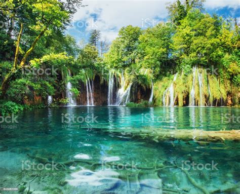 국립 공원 Plitvice 크로아티아에서에서 찍은 호수에서 수영 하는 물고기의 사진 강에 대한 스톡 사진 및 기타 이미지 강