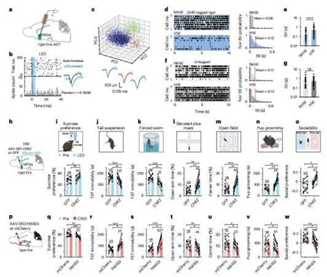 Nat Neurosci：新思路—产后和围绝经期抑郁症发病的神经环路机制 知乎