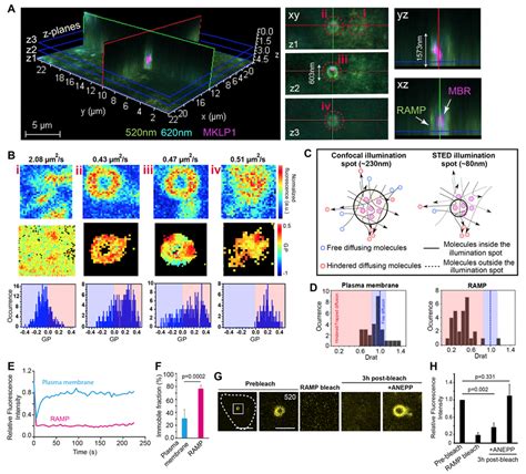 The Ramp Is A Specialized Membrane Domain Of Compact Membranes A Xy Download Scientific