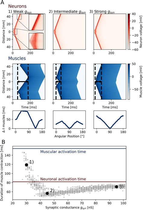 Neuronal Synchronization And Bidirectional Activity Spread Explain