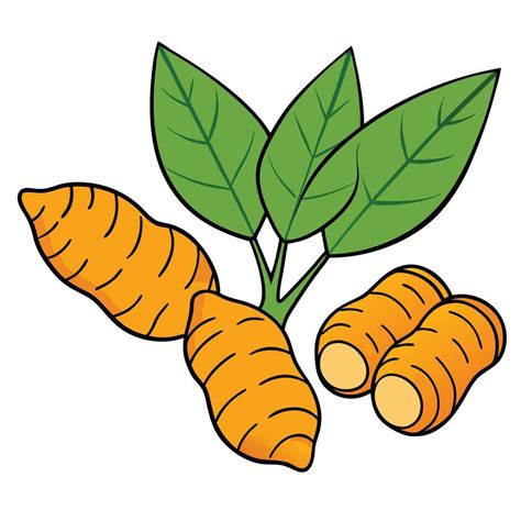 Tumeric Root With Leaves And Leaves Illustration 51287764 Vector Art At