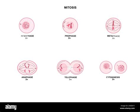 Mitosis Illustration Mitosis Is The Process By Which A Cell Replicates Its Chromosomes And