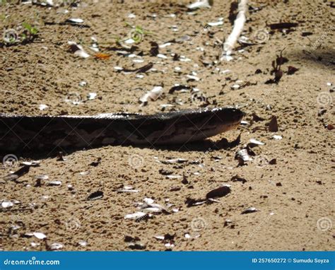 Serpiente Pit N En El Parque Nacional De Wilpattu Foto De Archivo