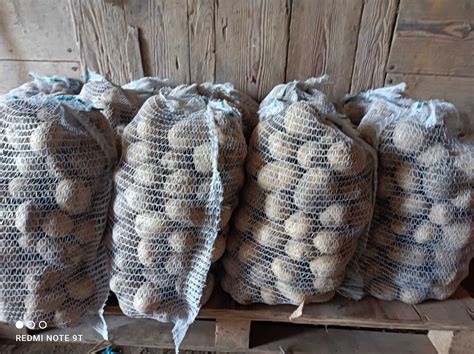 Ziemniaki Vineta Noya Bisztynek OLX Pl