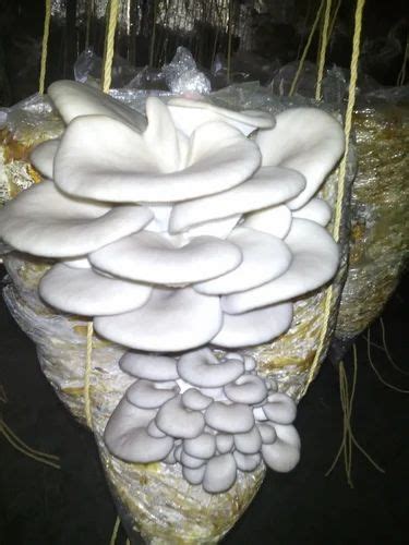 Dry Mushroom At ₹ 550kilogram Dried Mushroom In Bengaluru Id