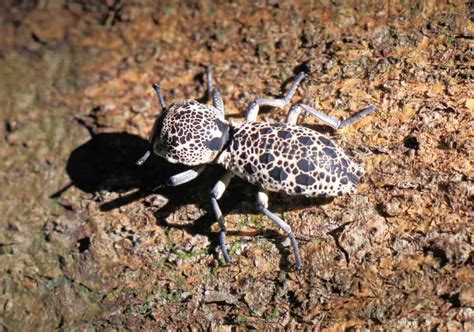 13 Animals That Can Survive Fire Animals Around The Globe