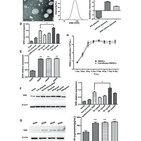 Characterization Of Cationic Liposomes And Screening For Optimal Shh