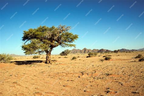 Premium Photo A Lone Tree In A Dry Dehydrated Desert In The Bright